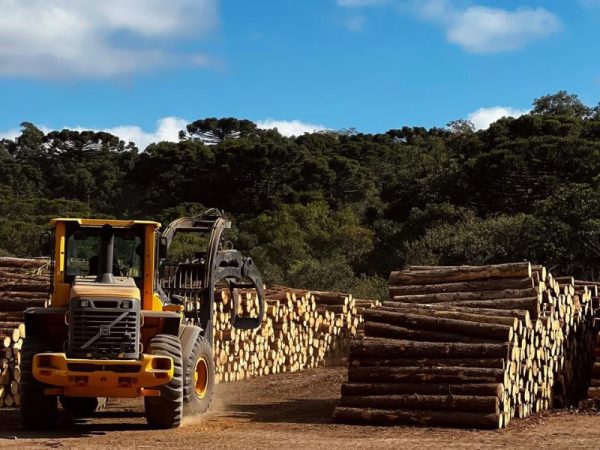 Início - English - Brazilian Pine