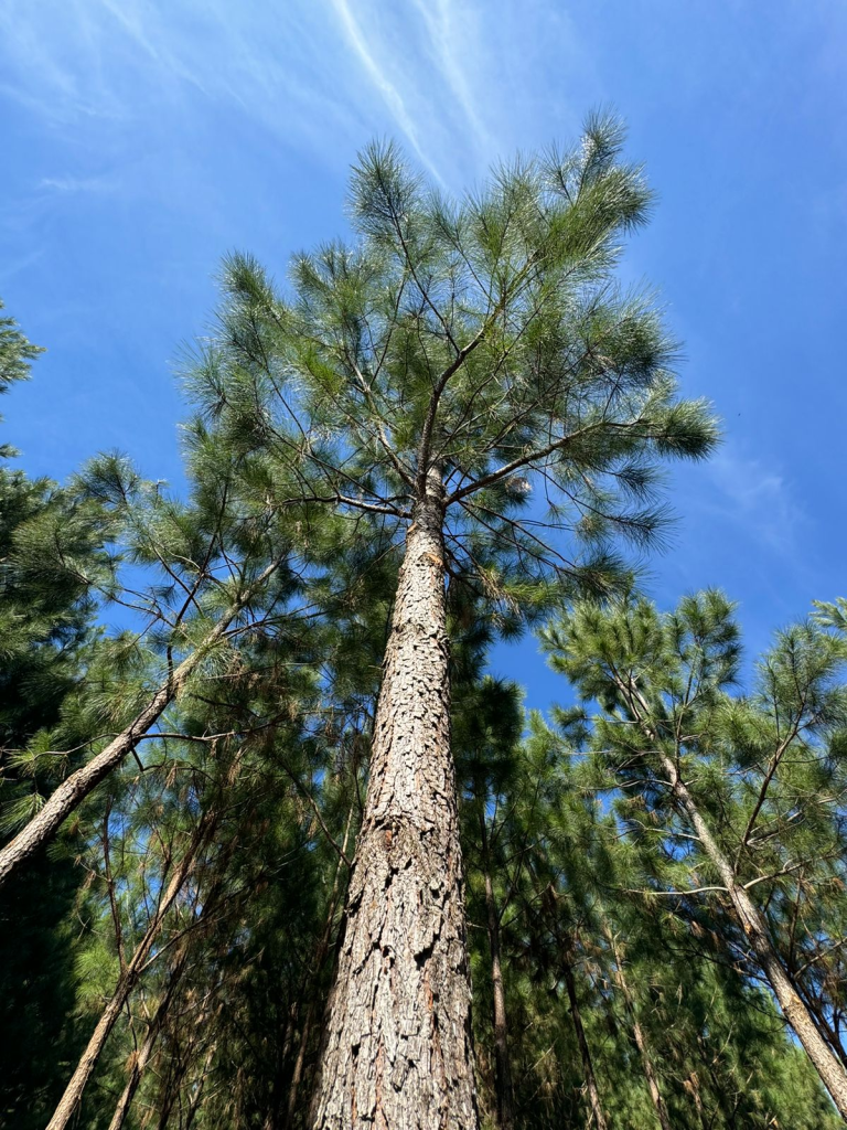 Início - Brazilian Pine